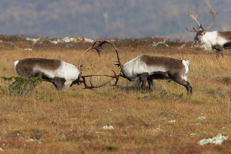 Norsk Zoologisk Forening Sørlandsavdelingen: Fargesprakende høstfjell ...