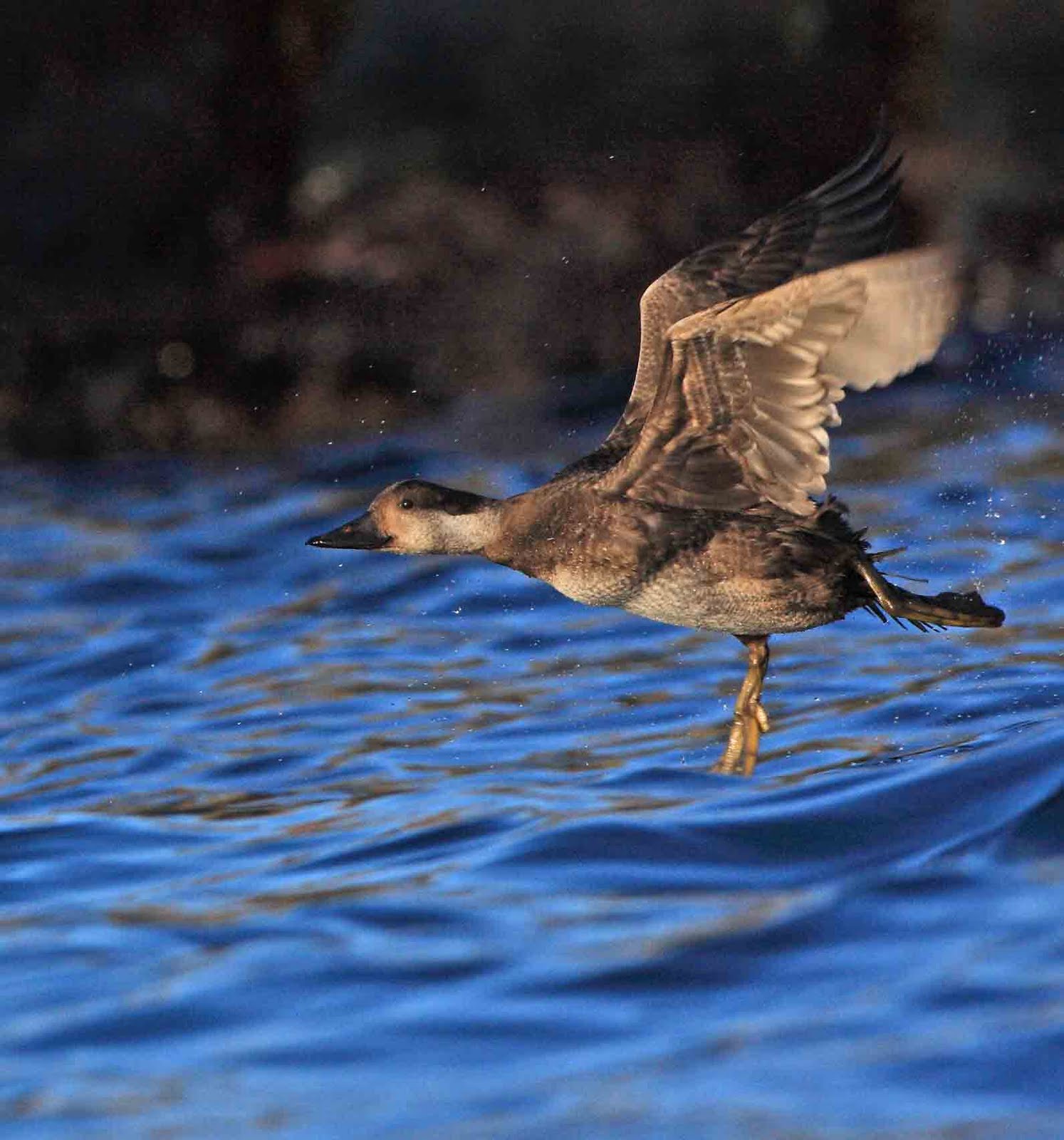 Norsk Zoologisk Forening Sørlandsavdelingen: Vinterfugl - svartand