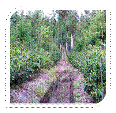 MARI KITA MENYULUH PERTANIAN: TEHNIK PEMBUATAN RORAK SEBAGAI MEDIA ...