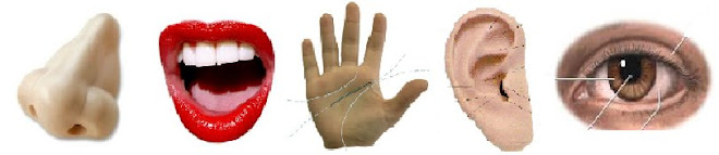 Sentidos (Paternostro): Sentidos humanos