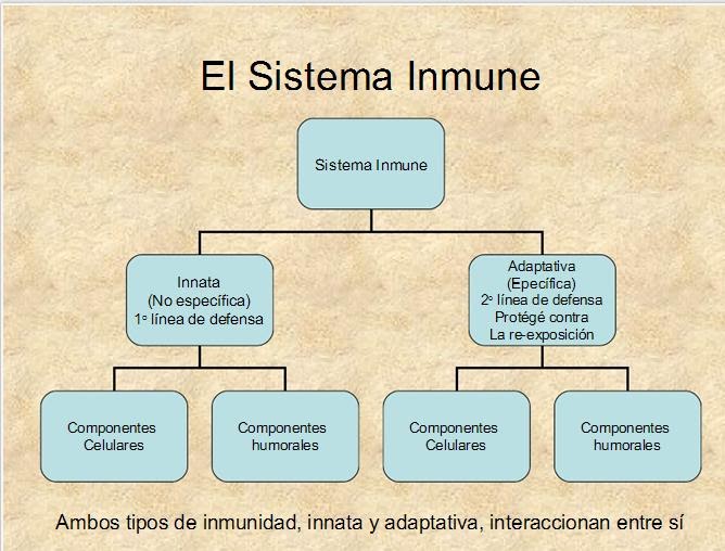 054 Inmunología - conocimientos.com.ve: Diferencias entre la inmunidad ...