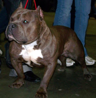 US Bully Force - American Bullies in Brazil