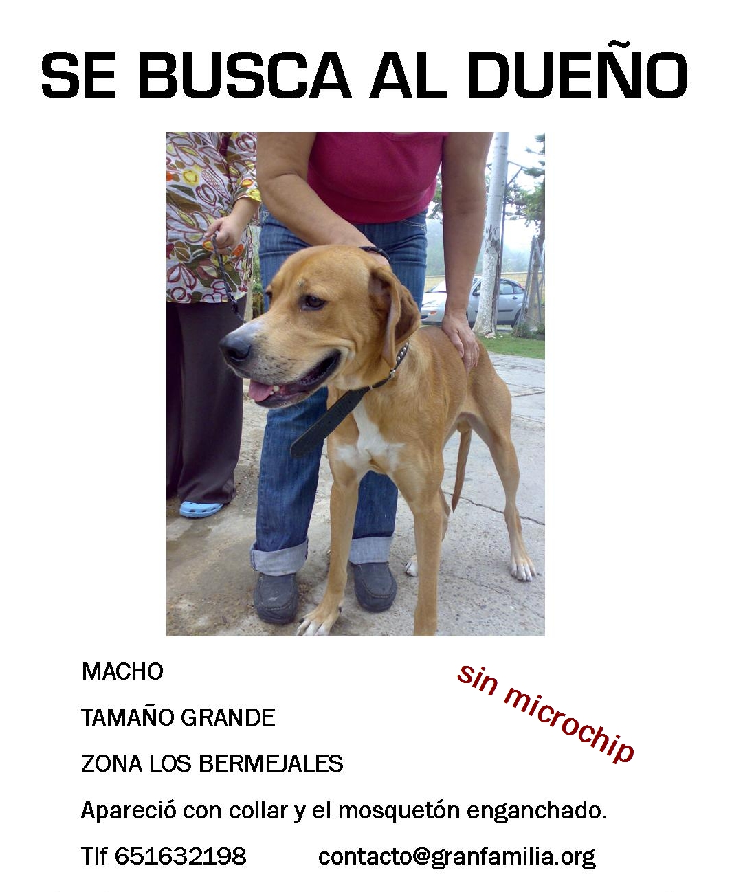 Argos: Se busca al dueño de este perro