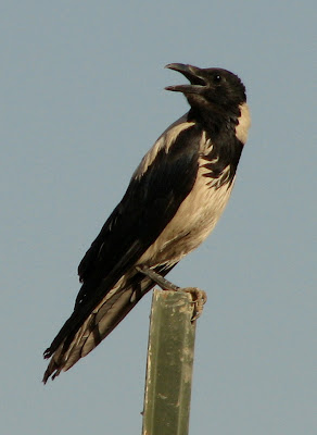 Birding Iraq: Iraq Pied Crow