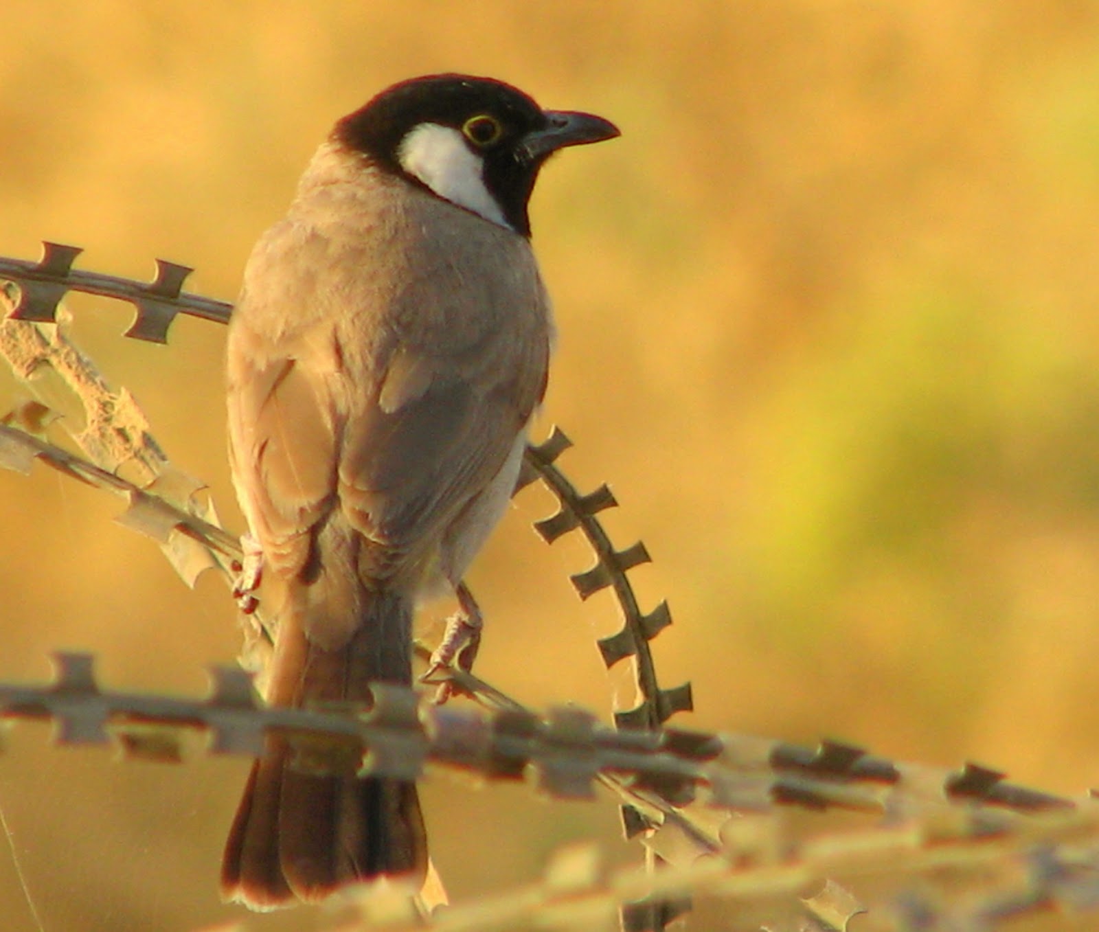 Birding Iraq