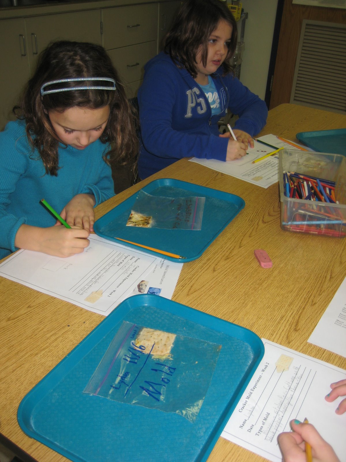 AFS Lower School Science: 4th Grade Mold Experiment