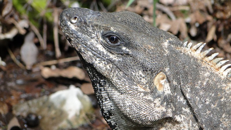 FLORACIONES EN MÁLAGA Y MÁS: Naturaleza en Quintana Roo México
