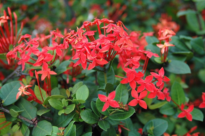FLORACIONES EN MÁLAGA Y MÁS: Flora ornamental de Quintana Roo México
