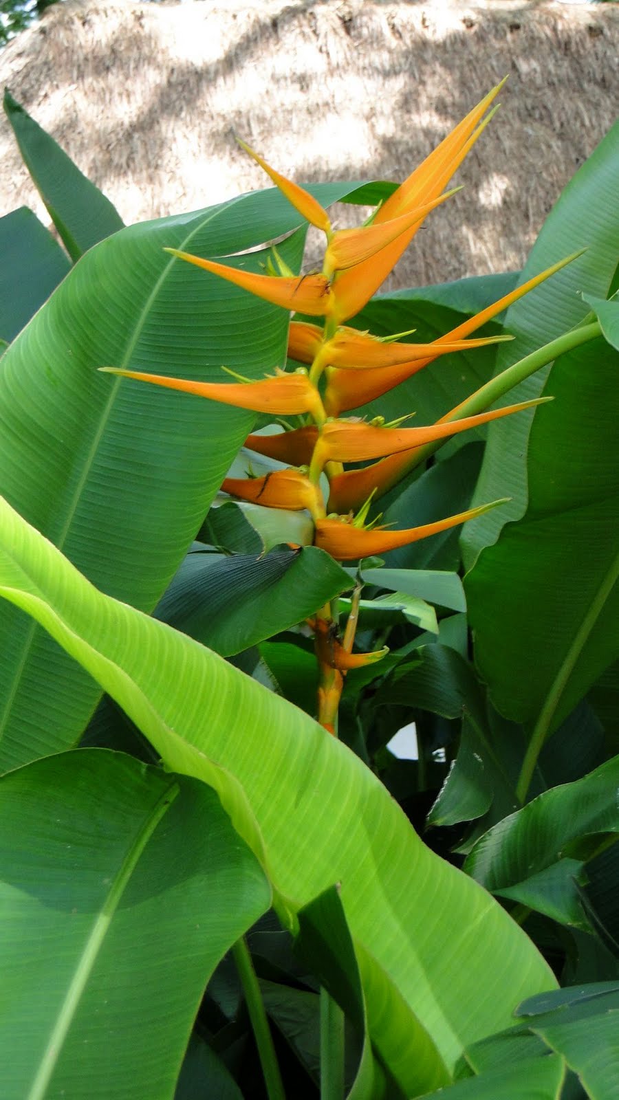 FLORACIONES EN MÁLAGA Y MÁS: Flora ornamental de Quintana Roo México 1