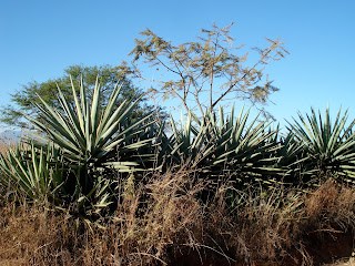 alandarcomidaymezcal: Piñas y magueyes