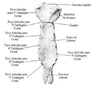 Cinesiologia Central: Sistema Esquelético - Ossos do Tórax