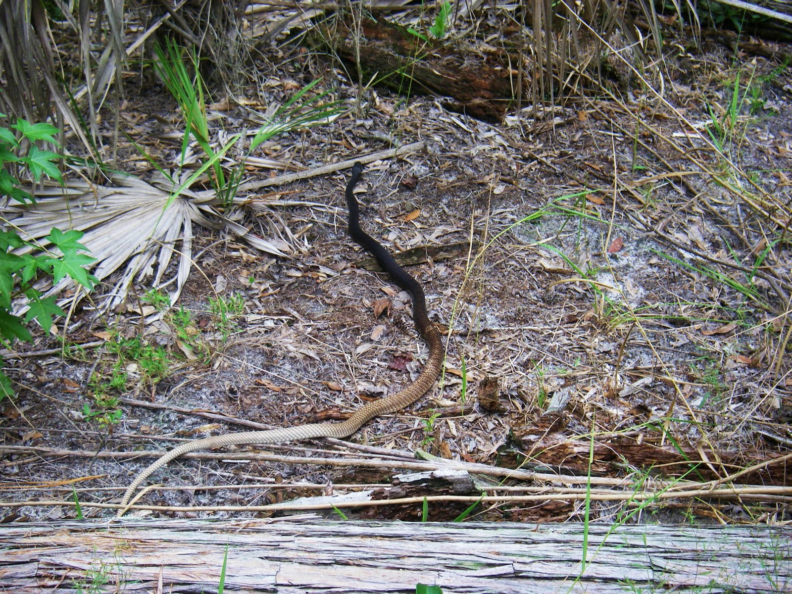 Ecographica: Field Photos: Eastern Coachwhip Snake