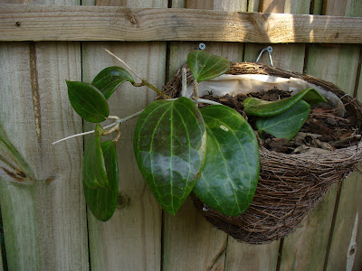 Hoya Garden: Hoya Pottsii Sp. 'Chiang Mai' & Hoya merrillii