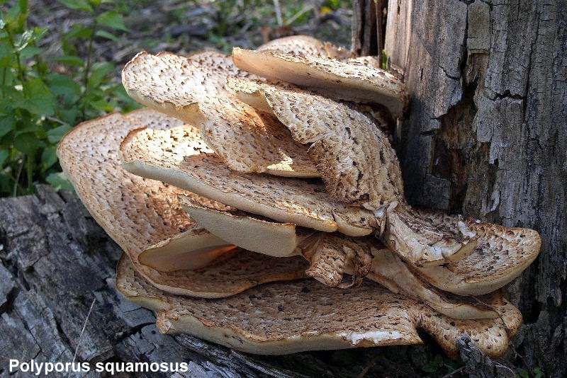 Ciupercile prieteni sau duşmani?: Polyporus squamosus - Păstrăvul de nuc