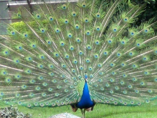 MoniColour: color PAVONE