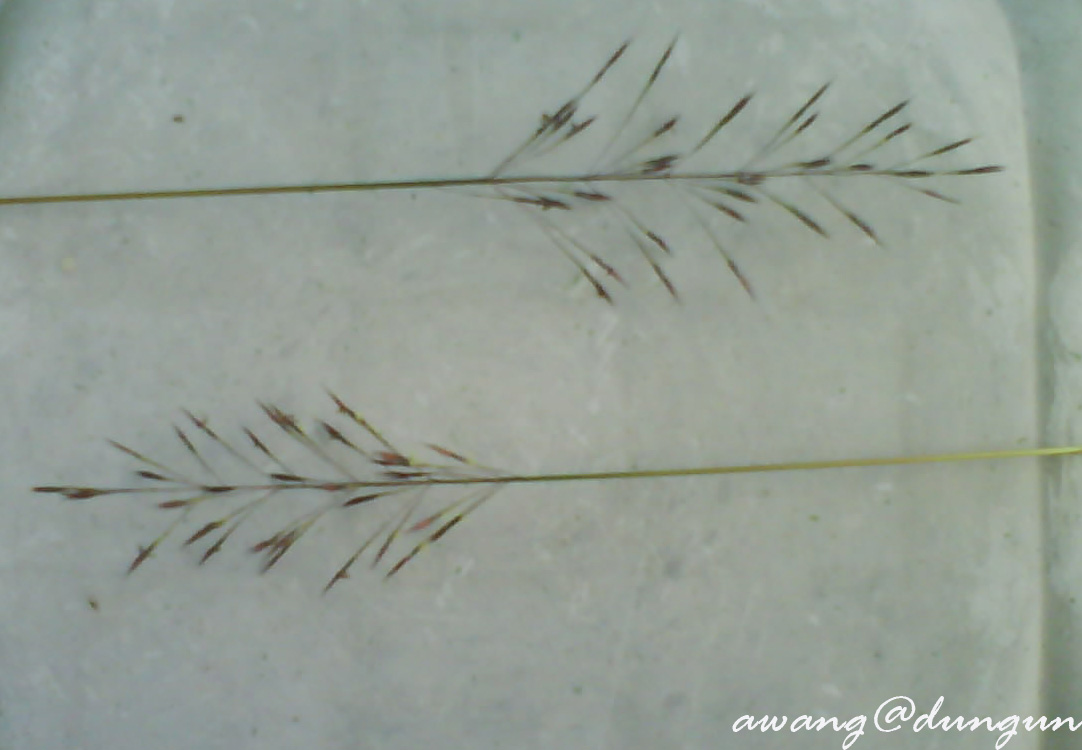 Journey Terengganu: Lawan Kemuncup