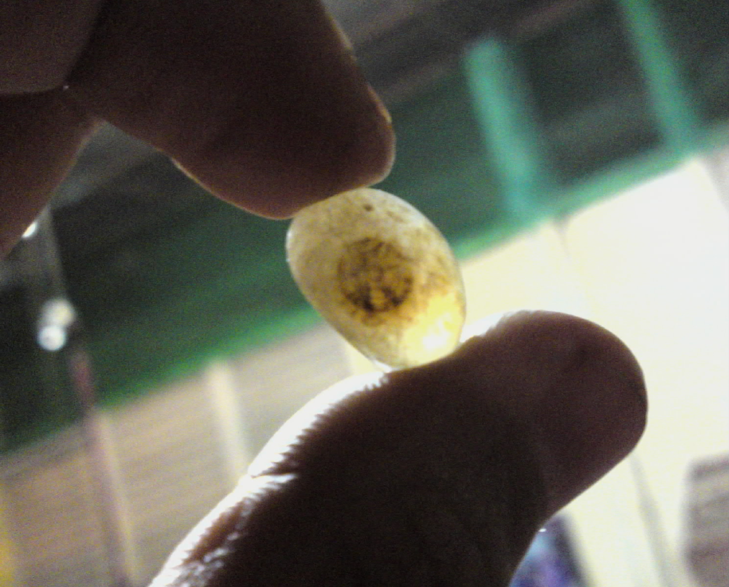 BLOG KOLEKSI MEGA MISTIK DAN ANTIK ANTARABANGSA: Geliga Ikan dan Batu ...