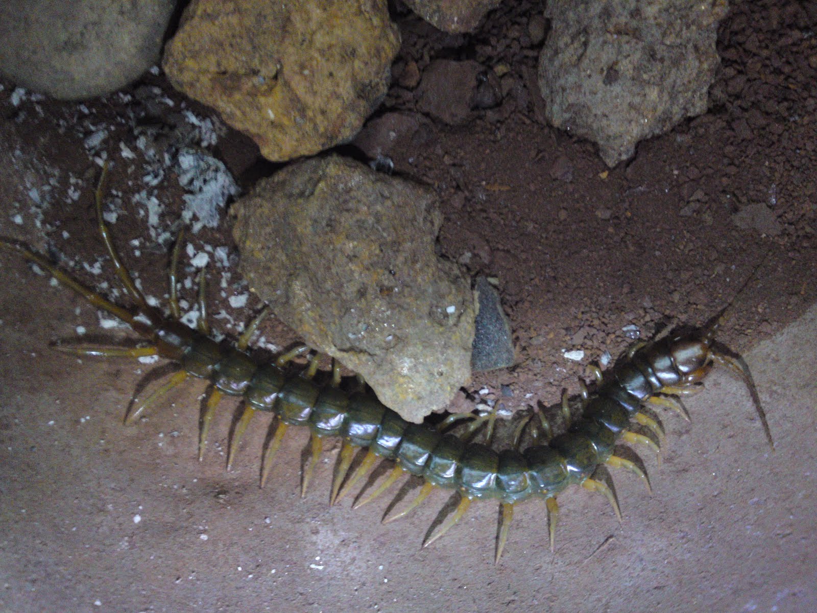 BLOG KOLEKSI MEGA MISTIK DAN ANTIK ANTARABANGSA: Lipan Hitam Masuk Rumah