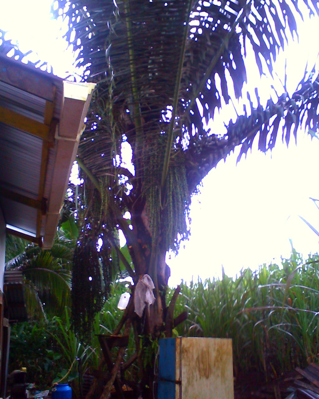 Kunakians: Enau Terakhir