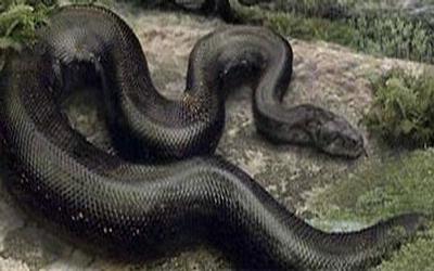 Tax Sharing: Ular Ini Bicara dan Mengutus Pria Tua Misterius