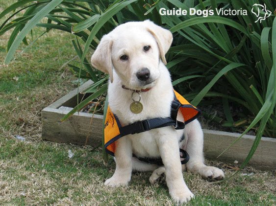 What Would A Dog Do: Show You’re Support For Guide Dogs With Support ...