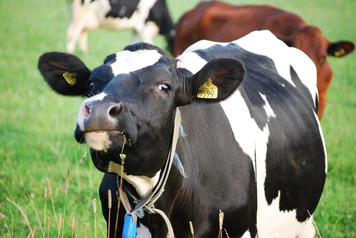 Rabiatfeminism: De glada djuren i Värmland