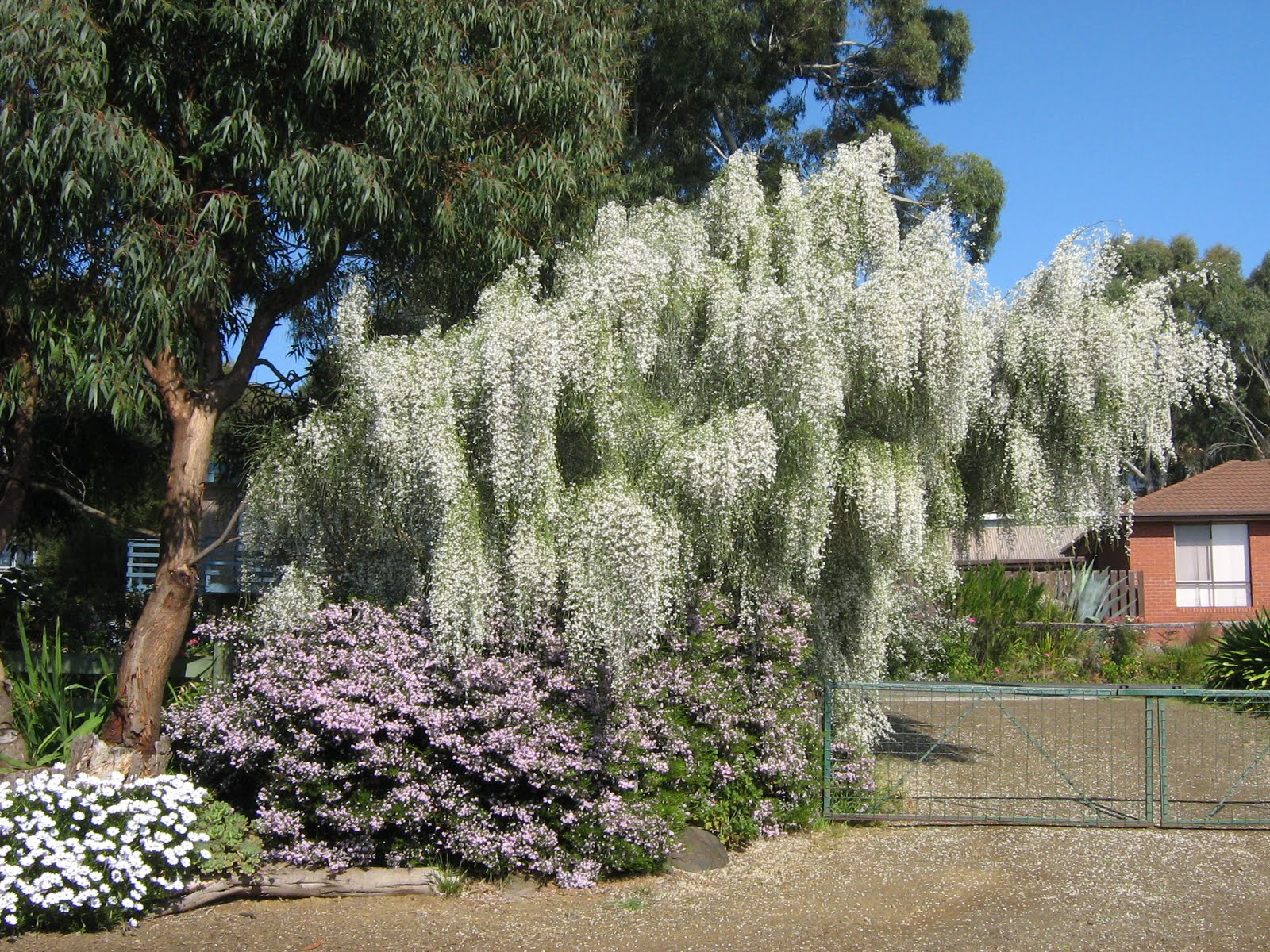 Liz Francis' Garden at Primrose Sands: Weeping Broom
