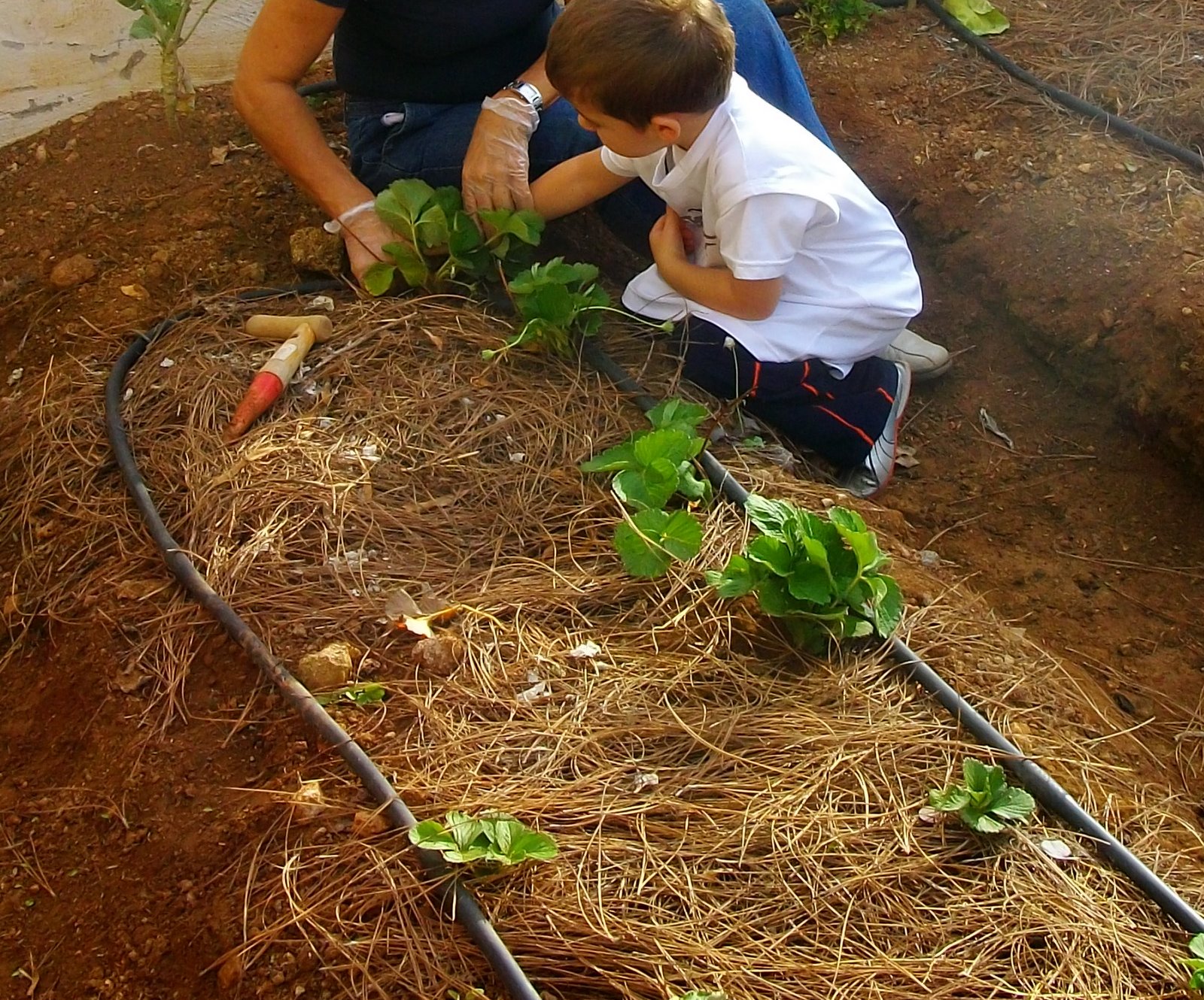 El huerto escolar del Colegio Antonio Padrón: Plantando los estolones