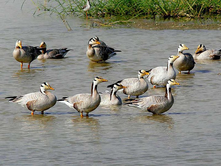 चलो कहीं जंगल में यारों, आओ अपनी कुटी बनायें! - दुधवा लाइव