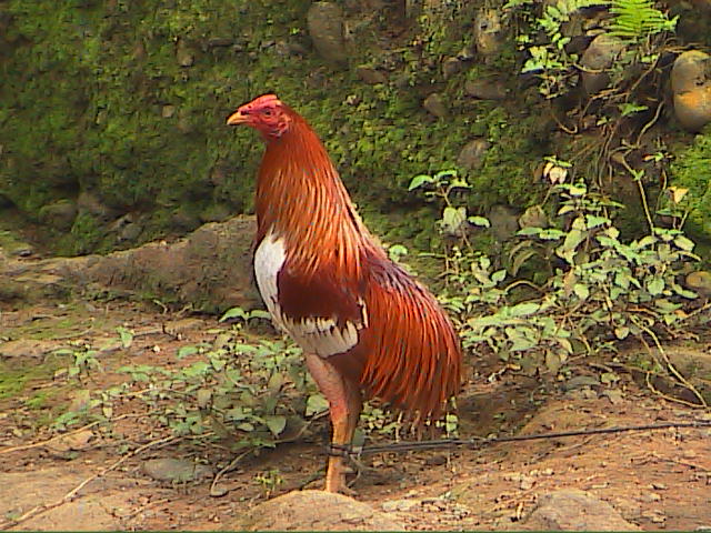 CRIADERO EL GALLO COLORADO: VI CAMPEONATO DE PELEAS DE GALLOS, CALI