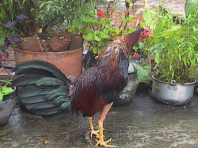 CRIADERO EL GALLO COLORADO: VI CAMPEONATO DE PELEAS DE GALLOS, CALI