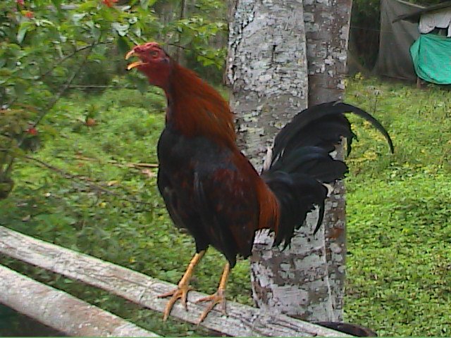 CRIADERO EL GALLO COLORADO: VI CAMPEONATO DE PELEAS DE GALLOS, CALI