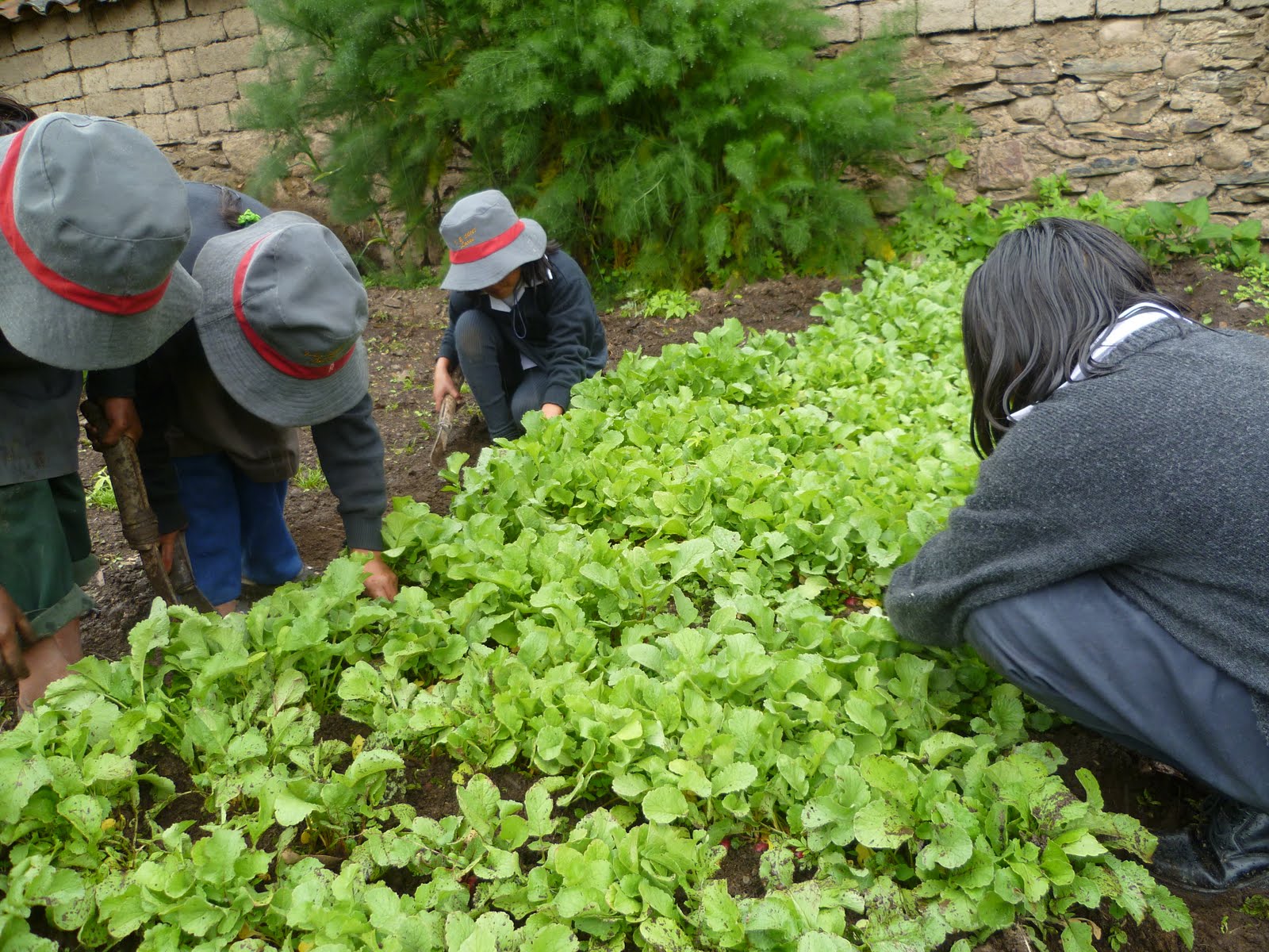 BIOHUERTOS MODELO MORAY RED LARES.: EXPERIENCIA BIOHUERTOS PRODUCCION ...
