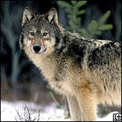 LOS ANIMALES SELVATICOS