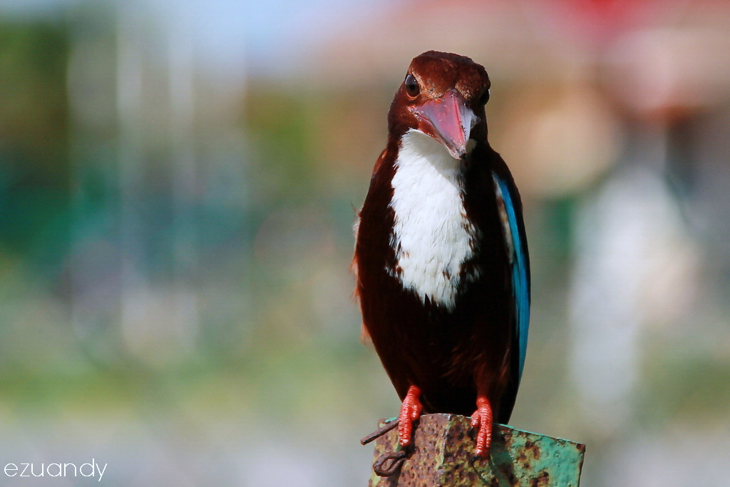 Ezuandy Photography: Burung Raja Udang