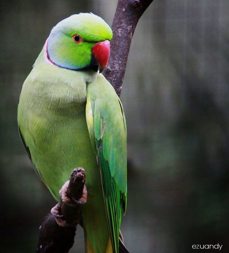 Ezuandy Photography: Burung Nuri