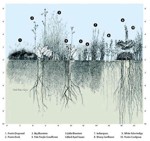 The EEB & Flow: Taking below-ground processes seriously: plant ...