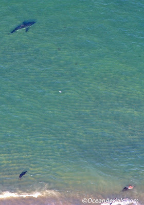 NANTUCKET SHARK DIVERS: GREAT WHITE ON DEAD SEAL