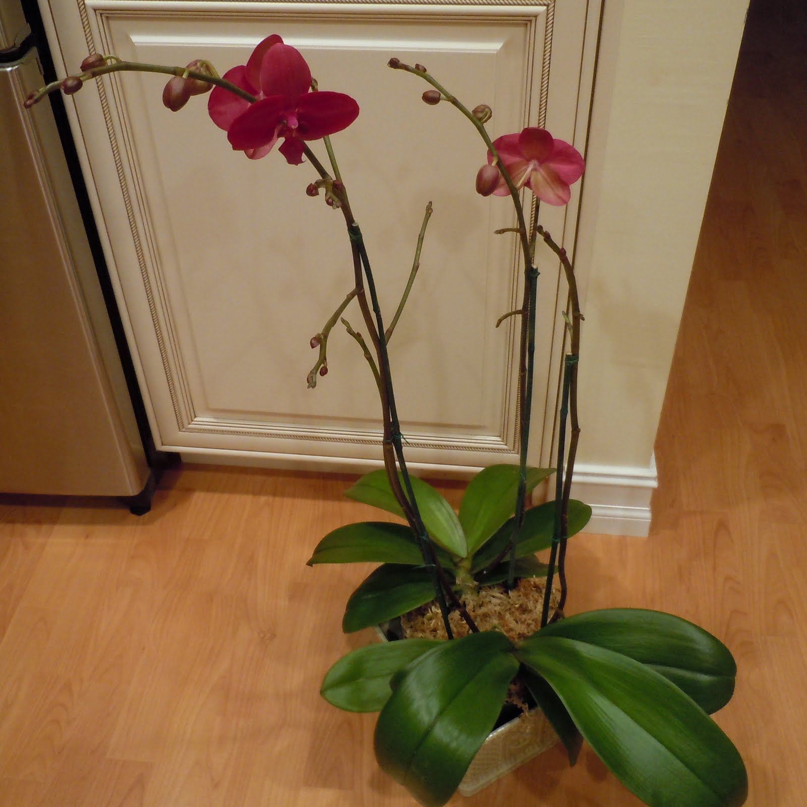 Aerides Designs - Handcrafted Gemstone Jewelry: 2011 Orchid Show - Fort ...