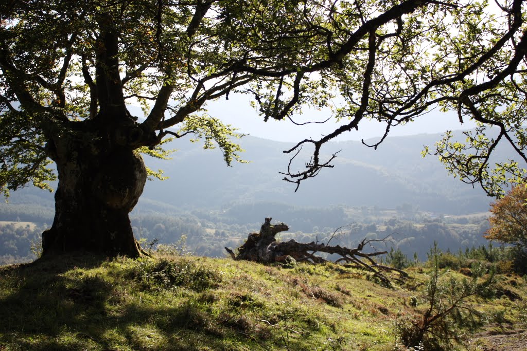 Amics arbres · Arbres amics: Faig o pop?