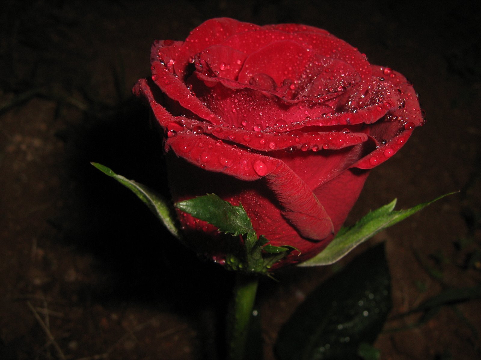 Në fillim: Nje trendafil i kuq, i kuq fare