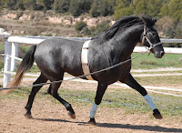 Spanish Horses for sale. Exclusive, Sport, Dressage, Breeding