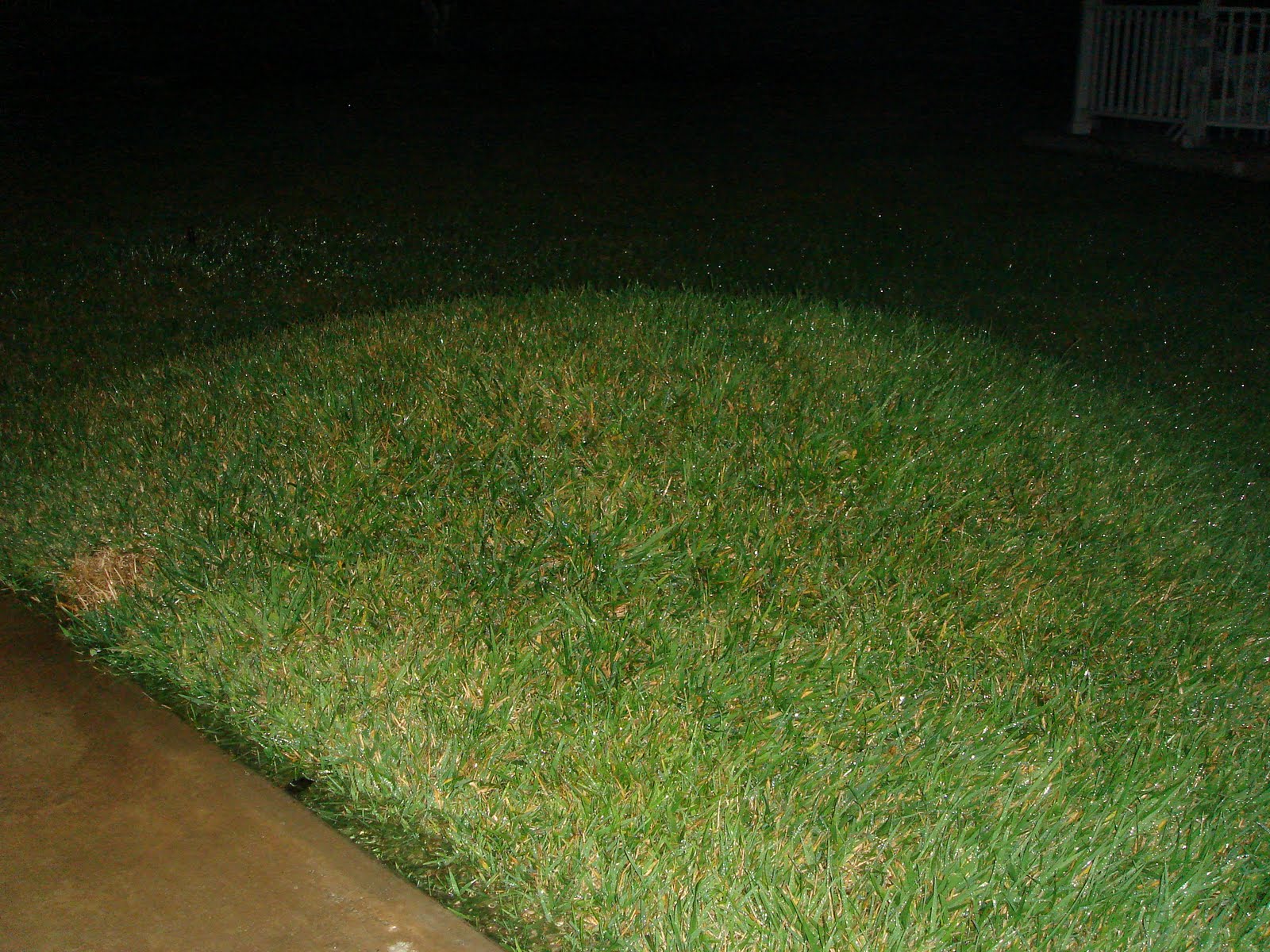Great Scot: Alien Lawn Mound Invades My Yard