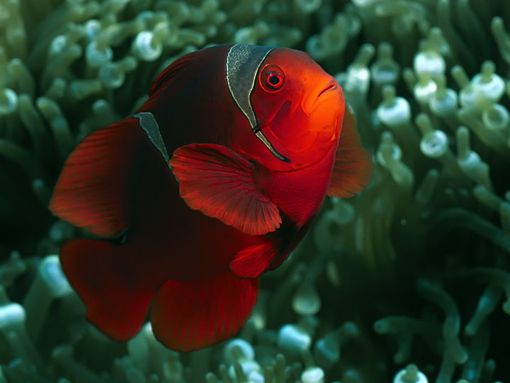 Beautiful Fish Under Sea | Fun Animals Wiki, Videos, Pictures, Stories