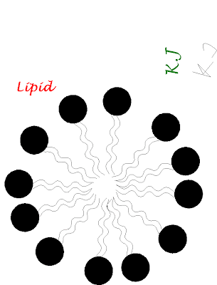 Lipid Structure Coloring Pages