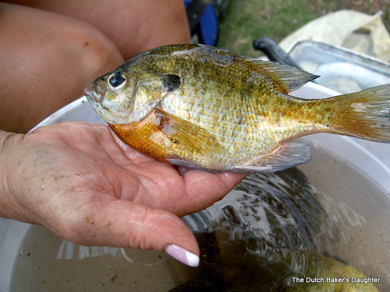 The Dutch Baker's Daughter: September 2010