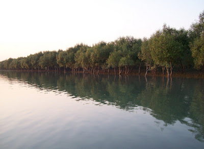 LOOKS FROM INDIA: SUNDERBAN DELTA
