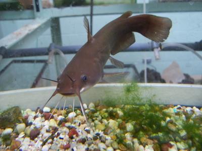 Usama's Network: Poisonous Catfish Described