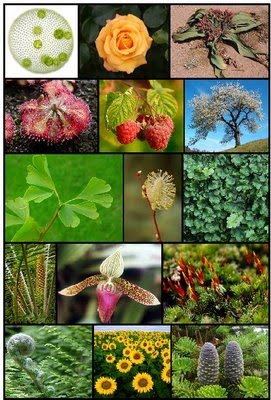 Biologia: Productores y decomponedores en el ecosistema.