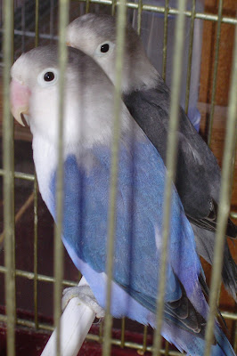 ALLEVAMENTO AGAPORNIS: Fischer Cobalto/viola (Contessa) X Malva (Conte)